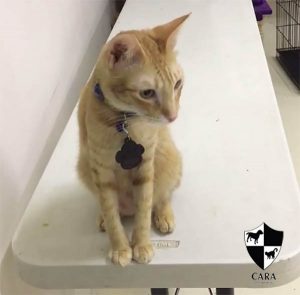 Meet Adoptable of the Week: Royce - CARA Welfare Philippines