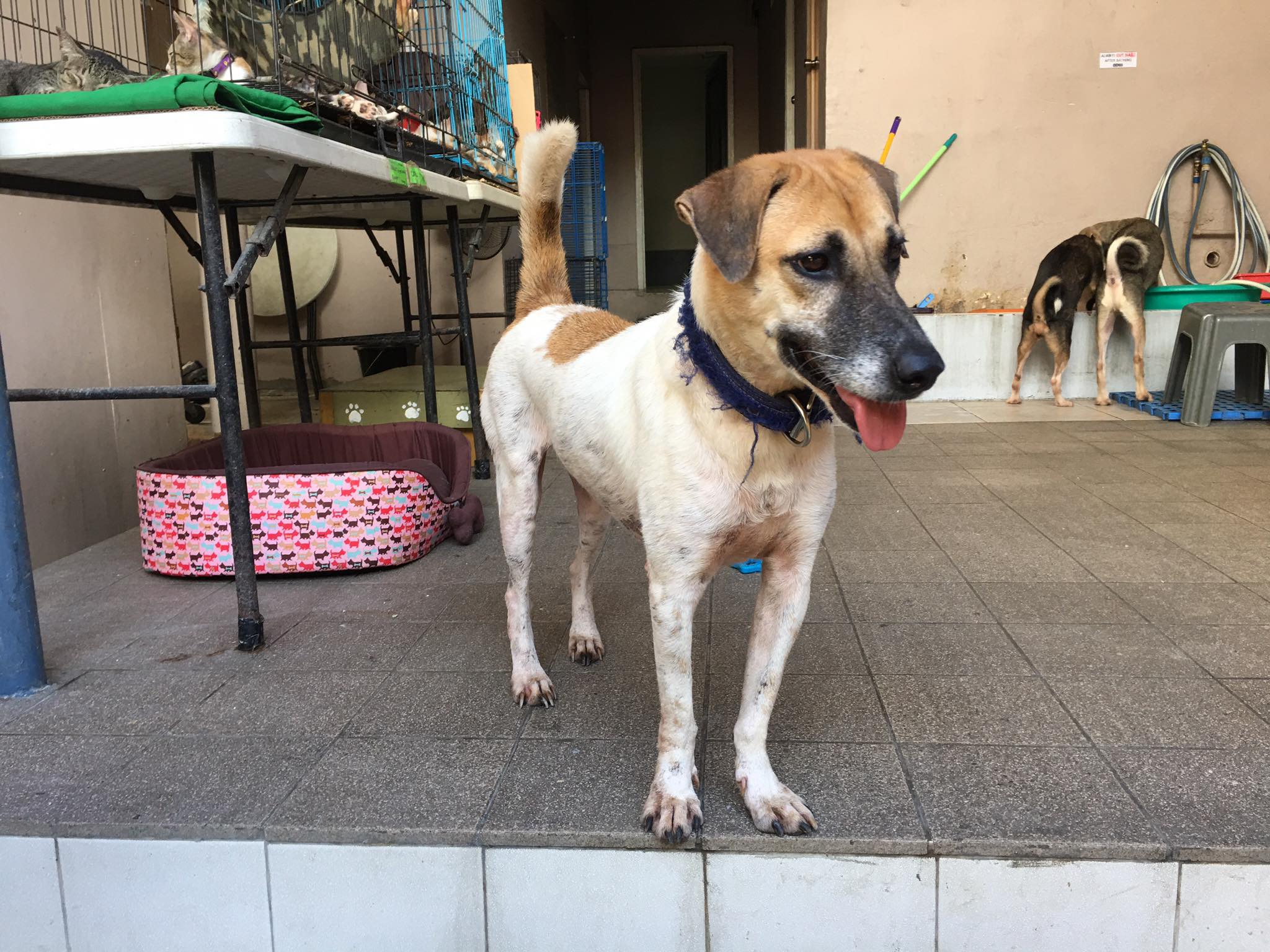Adoptable of the Week: Troy! - CARA Welfare Philippines