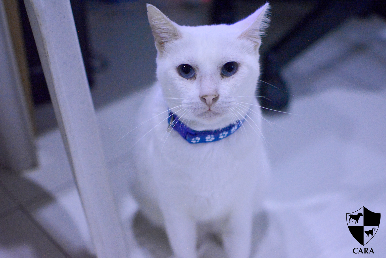 Andrea: The Perfect Lap Cat - CARA Welfare Philippines