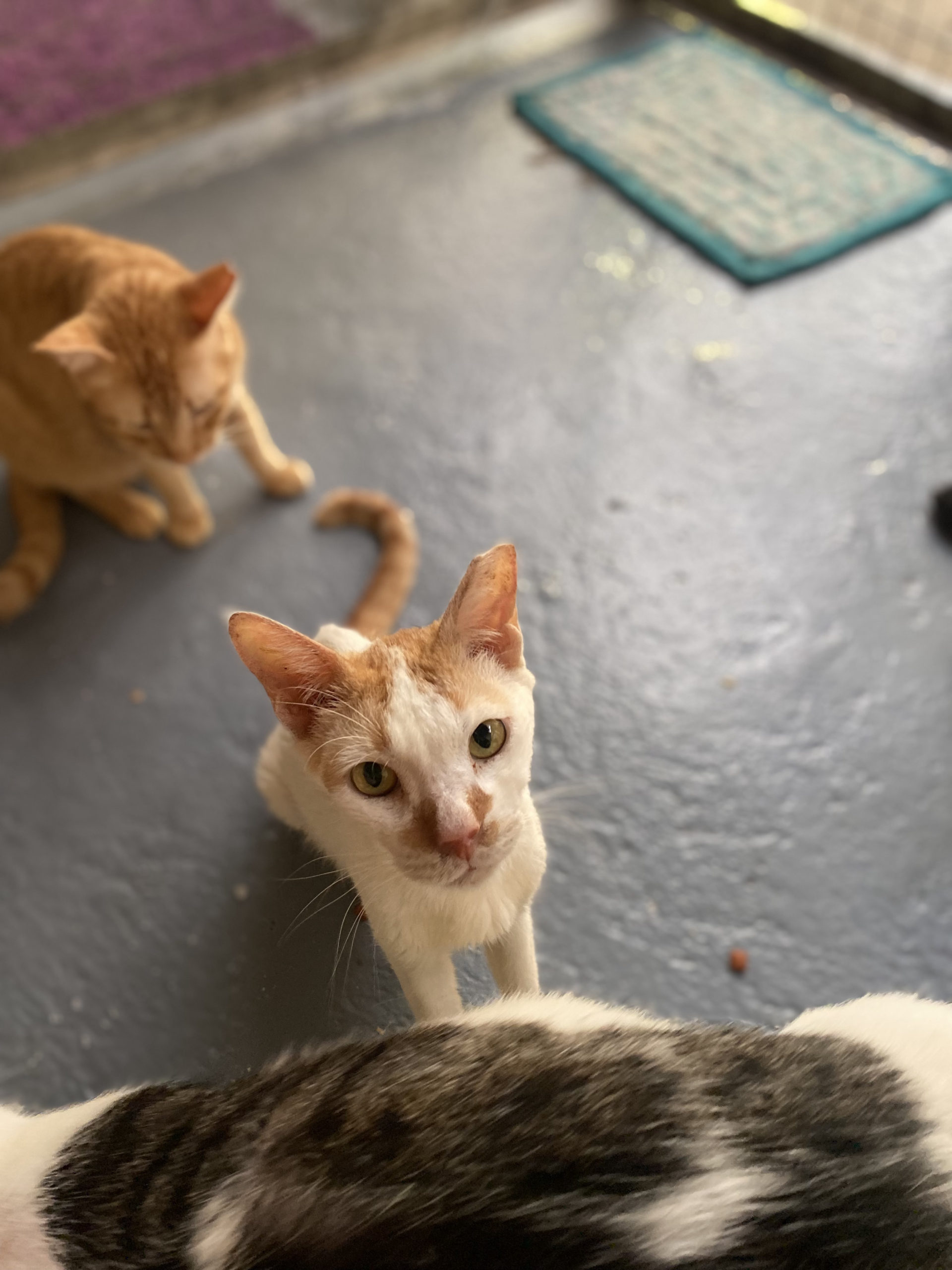 Becoming a Cat-vocate on Your Free Time - CARA Welfare Philippines
