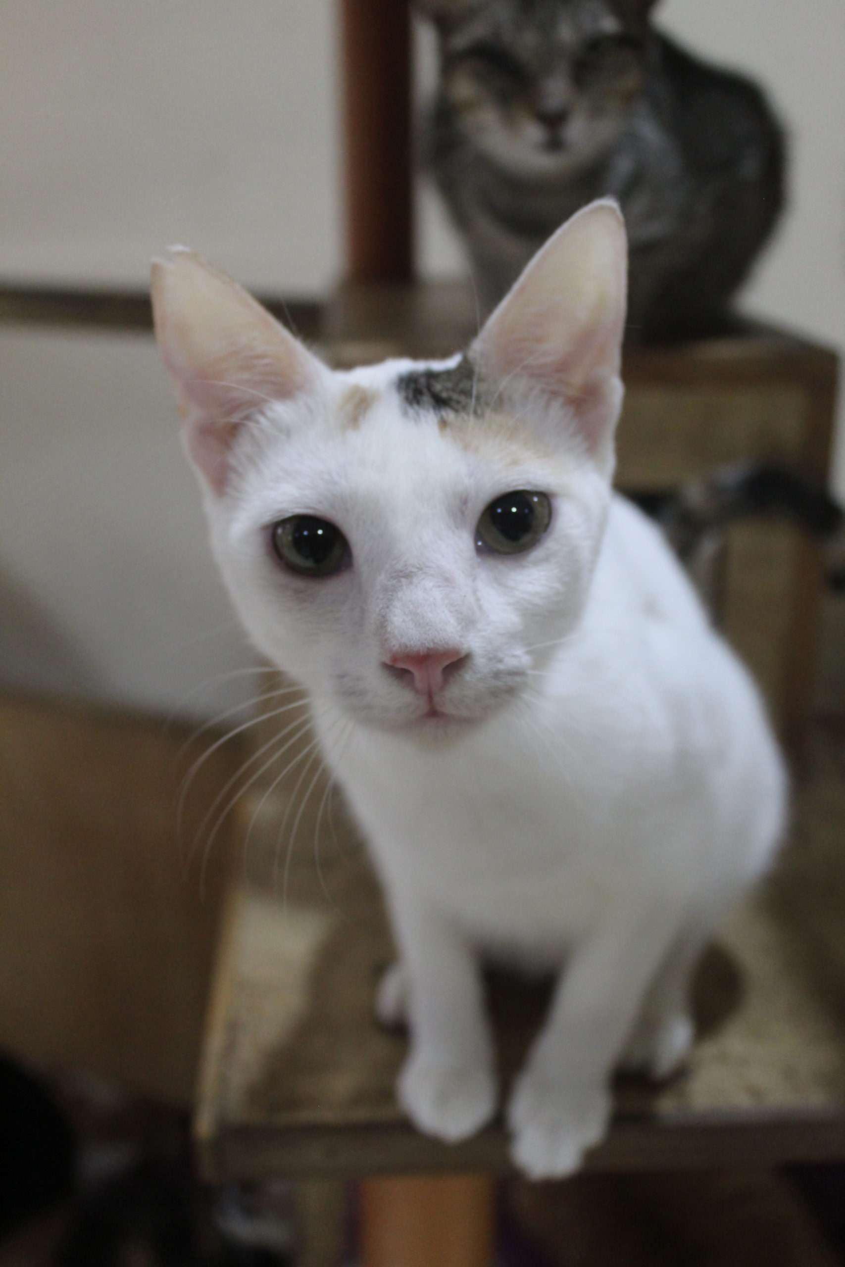 Mila: A Feline with a Heart of Gold - CARA Welfare Philippines