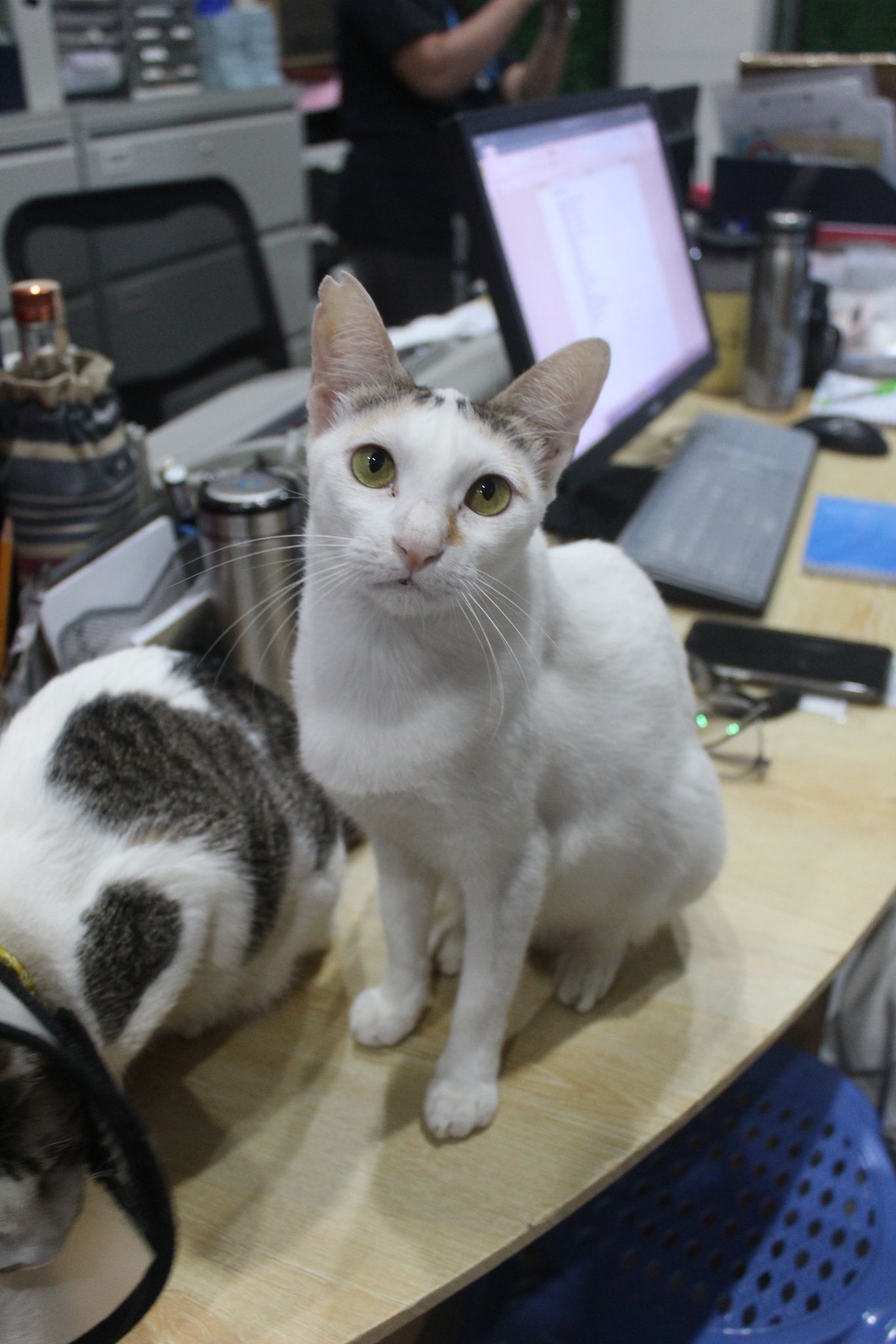 Monique: A Lively Addition to Your Family - CARA Welfare Philippines