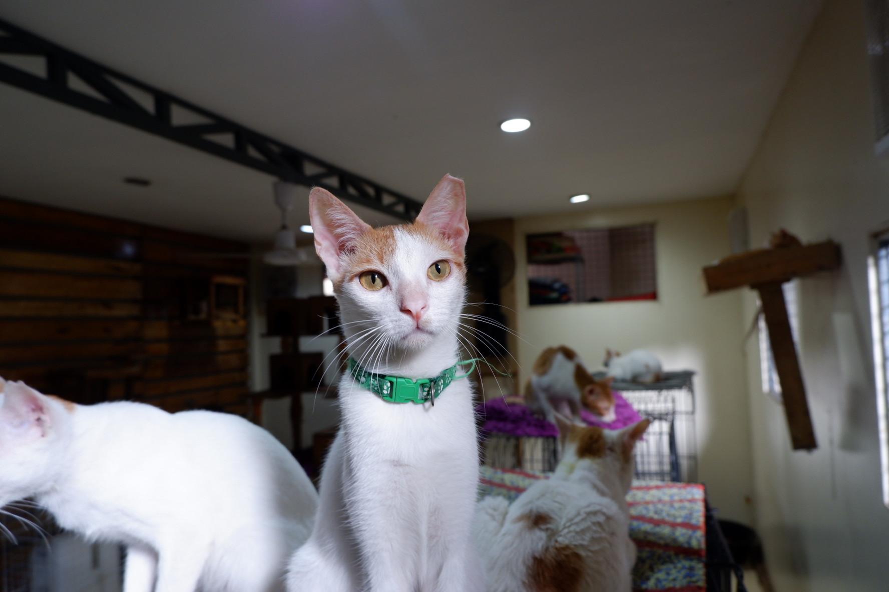 Oscar: If Prince Charming were a Kitty - CARA Welfare Philippines