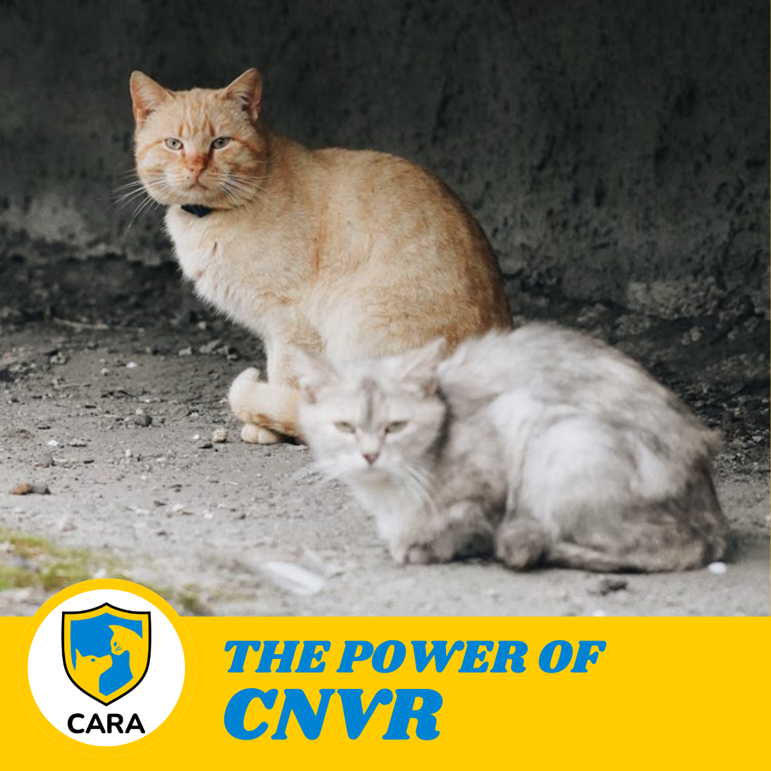 Saving Lives, One Stray at a Time: The Power of CNVR - CARA Welfare ...