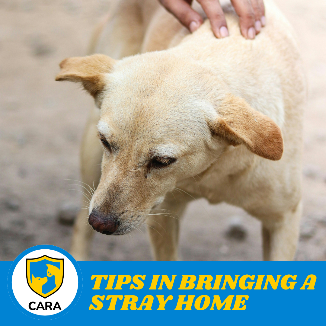 Tips in Bringing a Stray Home - CARA Welfare Philippines